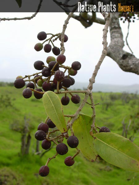 Olopua | Images of Old Hawaiʻi