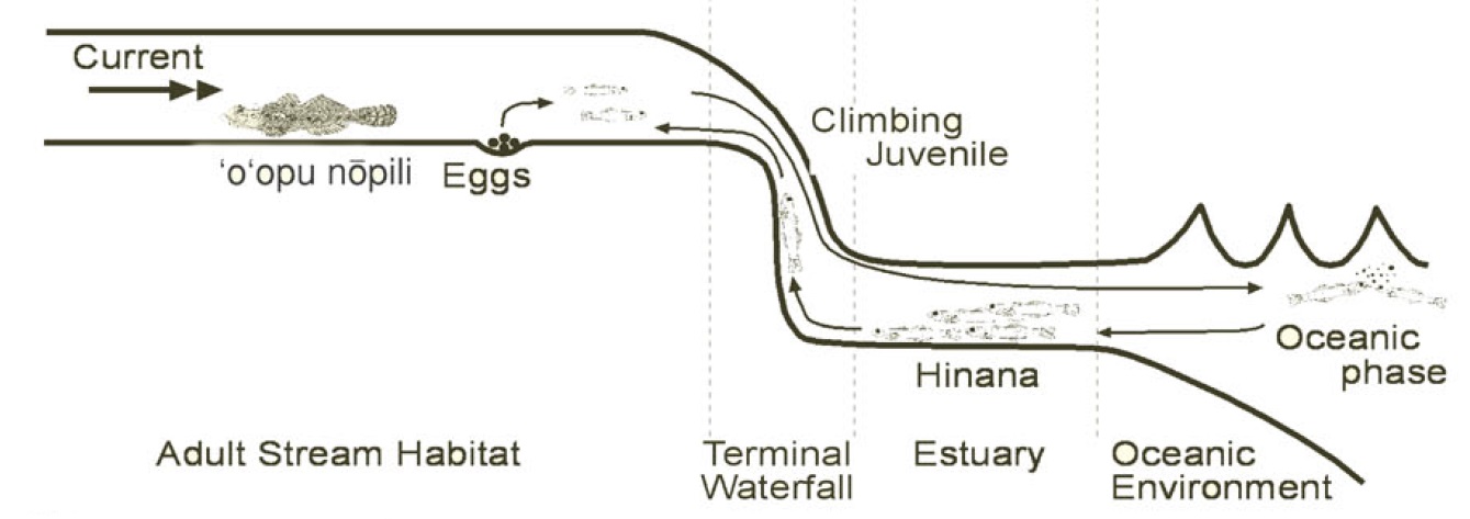 ‘Oʻopu Nōpili | Images of Old Hawaiʻi