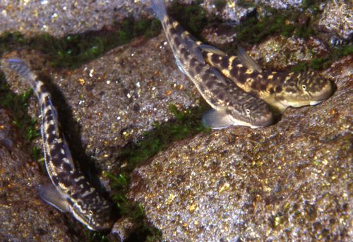 ‘Oʻopu Nōpili | Images of Old Hawaiʻi