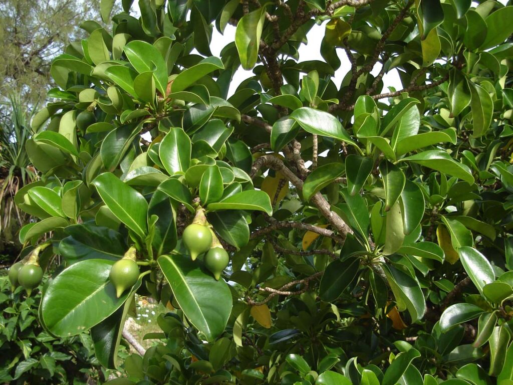 Puakenikeni | Images of Old Hawaiʻi