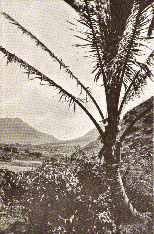 Palolo Municipal Golf Course | Images of Old Hawaiʻi