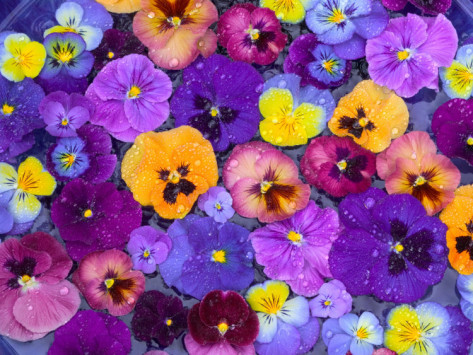 Pansy-flowers-1 | Images of Old Hawaiʻi