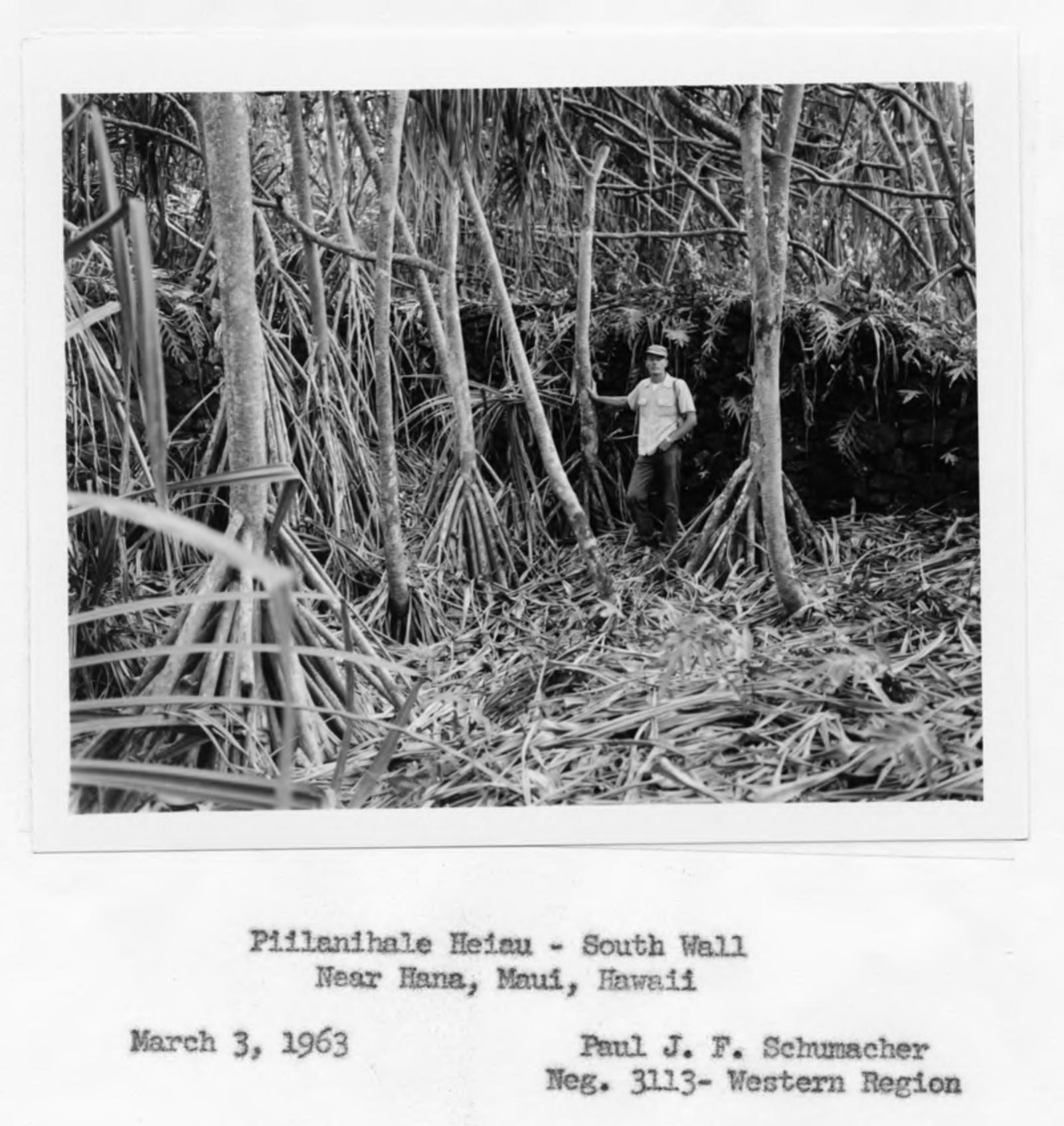 Piʻilanihale Heiau | Images of Old Hawaiʻi