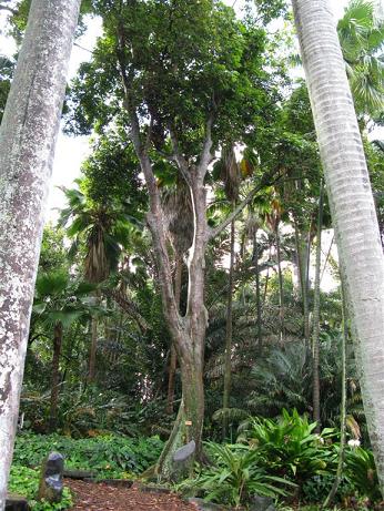 Foster Botanical Garden | Images of Old Hawaiʻi