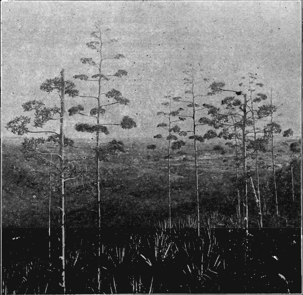 Sisal | Images of Old Hawaiʻi