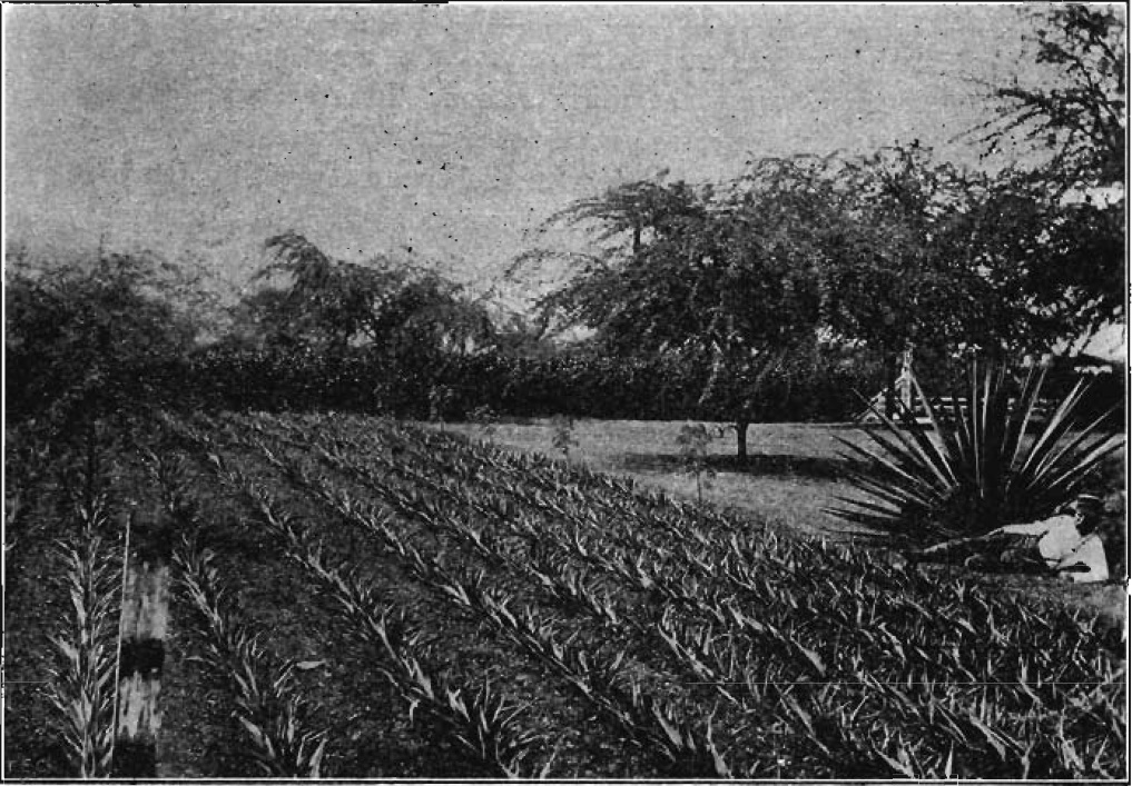 Sisal | Images of Old Hawaiʻi