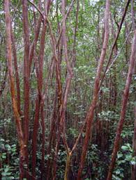 Waiawī | Images of Old Hawaiʻi