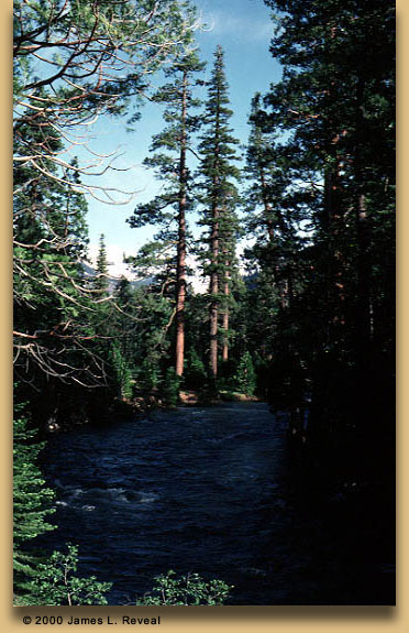 Kaluakauka | Images of Old Hawaiʻi