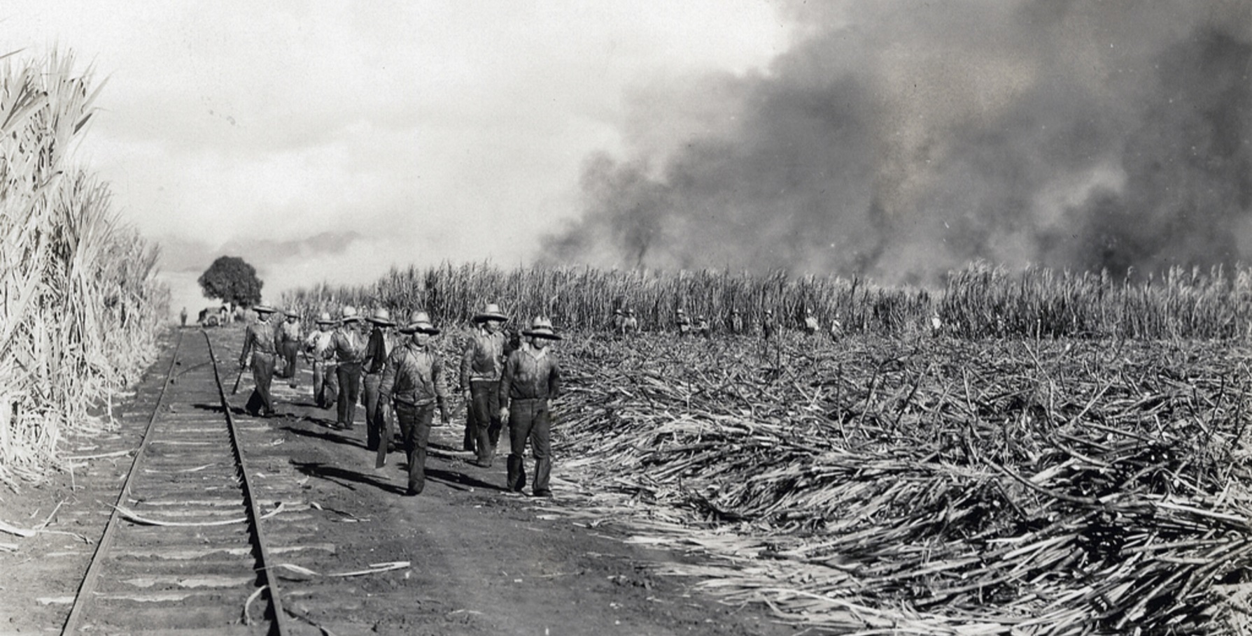 Cane Fire | Images of Old Hawaiʻi
