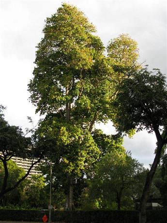 Foster Botanical Garden | Images of Old Hawaiʻi