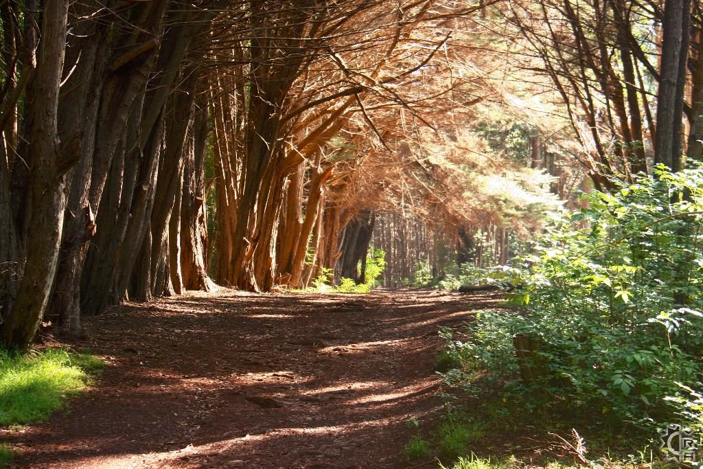 Waihou Spring | Images of Old Hawaiʻi