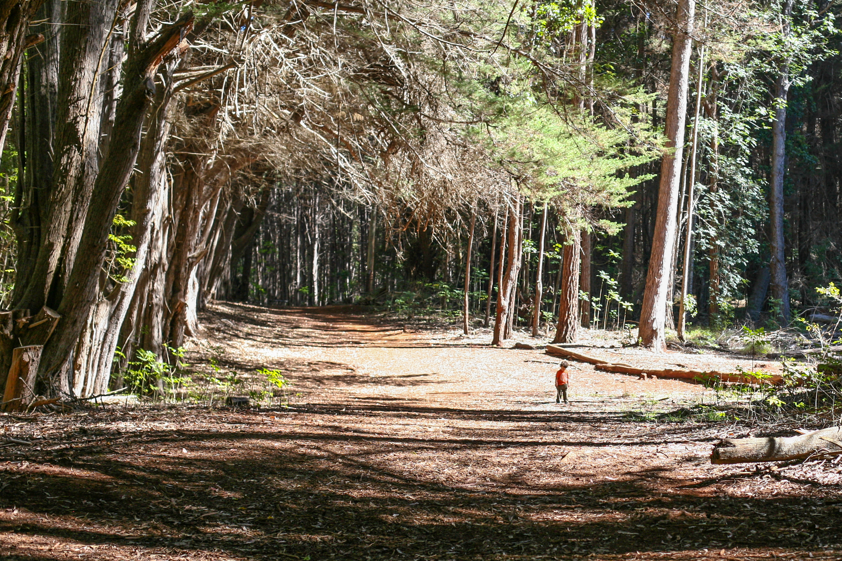 Waihou Spring | Images of Old Hawaiʻi