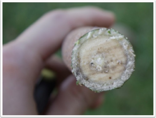 Wauke | Images of Old Hawaiʻi