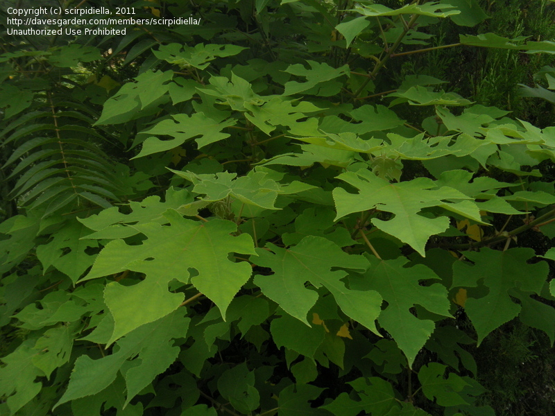 Wauke | Images of Old Hawaiʻi