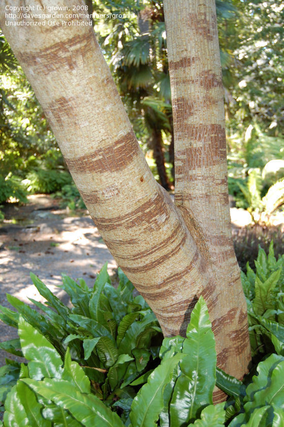 Wauke | Images of Old Hawaiʻi