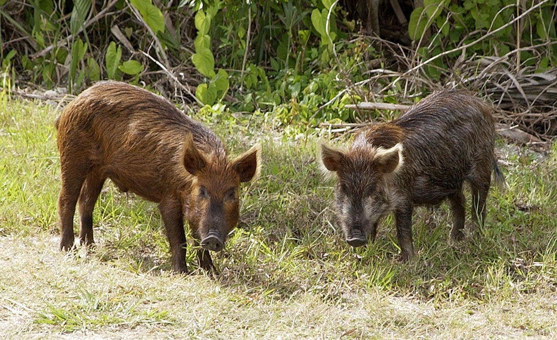 Pig Hunting | Images of Old Hawaiʻi