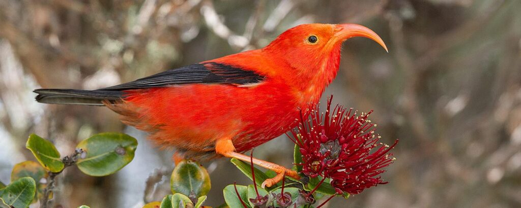 Birds of a Feather | Images of Old Hawaiʻi
