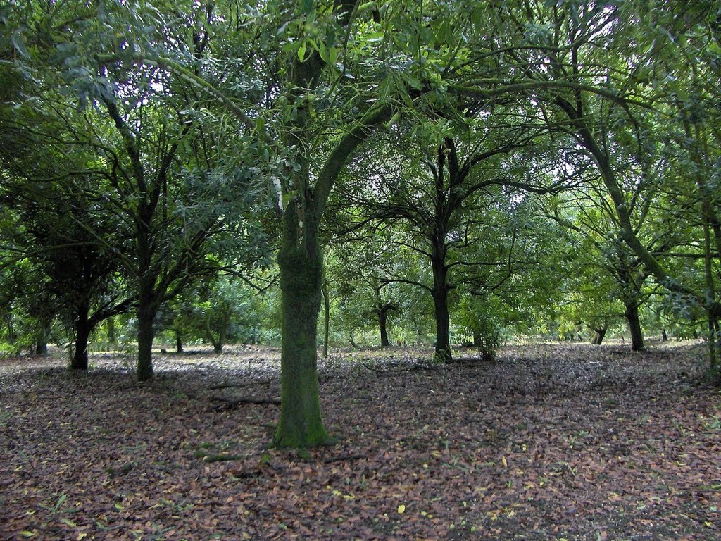 The Perfect Nut | Images of Old Hawaiʻi